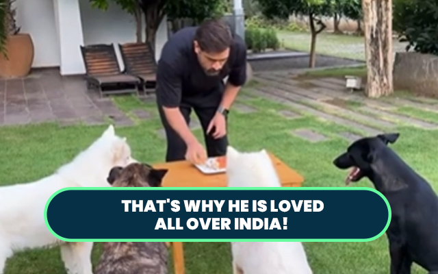 Watch: MS Dhoni celebrates 42nd Birthday with pet dogs, video goes ...